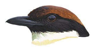 Black-faced Pitta - Pitta anerythra - Birds of the World