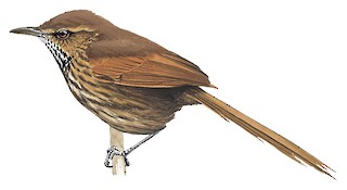 Stripe-breasted Spinetail - Synallaxis cinnamomea - Birds of the World