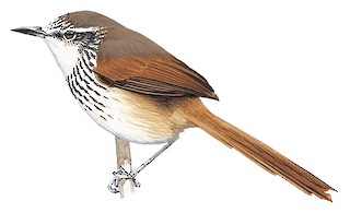 Necklaced Spinetail - Synallaxis stictothorax - Birds of the World