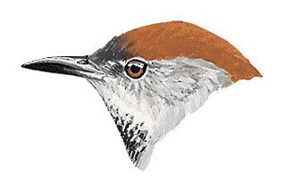 Pale-breasted Spinetail - Synallaxis albescens - Birds of the World