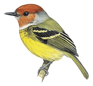 Rufous-crowned Tody-Flycatcher - Poecilotriccus ruficeps - Birds of the ...