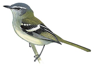 White-banded Tyrannulet - Mecocerculus stictopterus - Birds of the World
