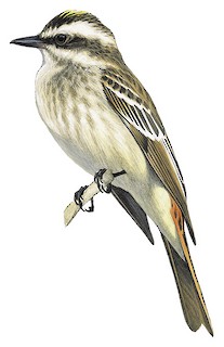 Variegated Flycatcher - Empidonomus varius - Birds of the World