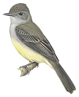 Panama Flycatcher - Myiarchus panamensis - Birds of the World