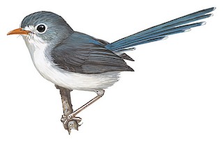 Purple-backed Fairywren - Malurus assimilis - Birds of the World