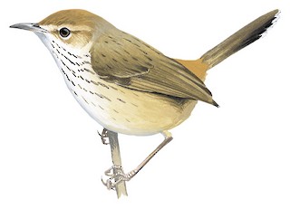 Rufous Fieldwren - Calamanthus campestris - Birds of the World