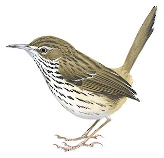 Rufous Fieldwren - Calamanthus campestris - Birds of the World