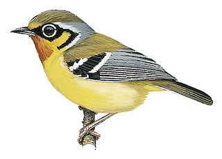 Black-eared Shrike-Babbler - Pteruthius melanotis - Birds of the World