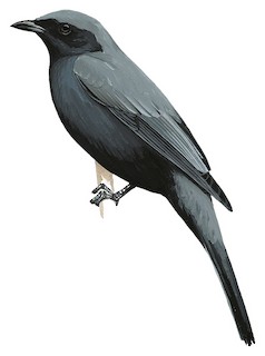 Solomons Cicadabird - Edolisoma holopolium - Birds of the World