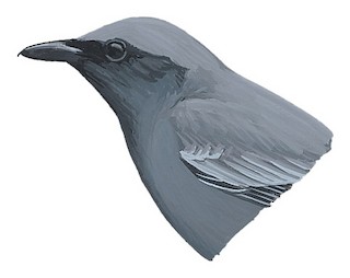 Sangihe Cicadabird - Edolisoma salvadorii - Birds of the World