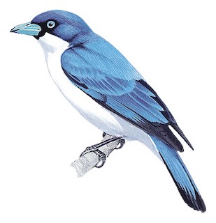 Vangidae - Vangas, Helmetshrikes, and Allies - Birds of the World