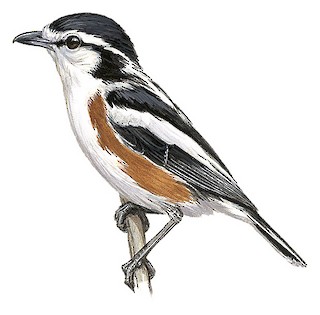 Brubru - Nilaus afer - Birds of the World