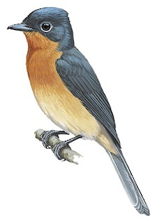 Broad-billed Flycatcher - Myiagra ruficollis - Birds of the World