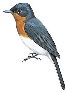 Broad-billed Flycatcher - Myiagra ruficollis - Birds of the World
