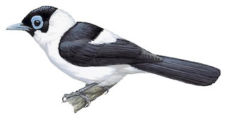 Monarchidae - Monarch Flycatchers - Birds of the World