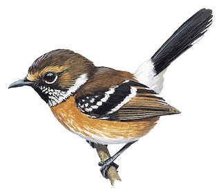 Monarchidae - Monarch Flycatchers - Birds of the World