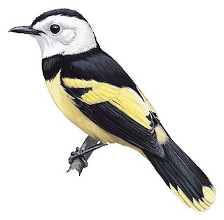 Monarchidae - Monarch Flycatchers - Birds of the World