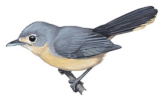 Monarchidae - Monarch Flycatchers - Birds of the World