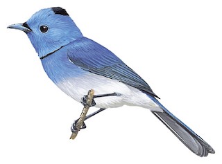 Black-naped Monarch - Hypothymis azurea - Birds of the World