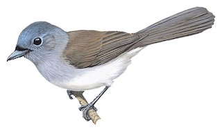 Black-naped Monarch - Hypothymis azurea - Birds of the World