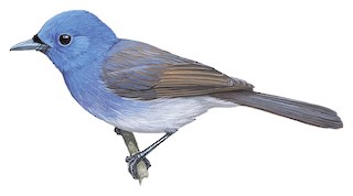 Black-naped Monarch - Hypothymis azurea - Birds of the World