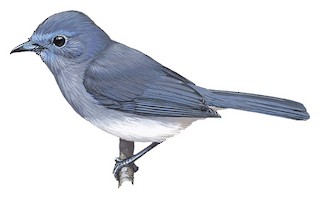 Short-crested Monarch - Hypothymis helenae - Birds of the World
