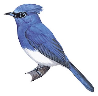 Monarchidae - Monarch Flycatchers - Birds of the World