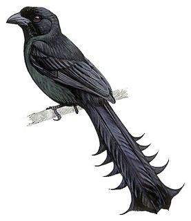 Corvidae - Crows, Jays, and Magpies - Birds of the World