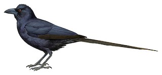 Corvidae - Crows, Jays, and Magpies - Birds of the World