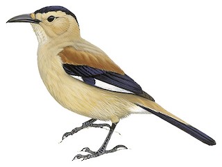 Corvidae - Crows, Jays, and Magpies - Birds of the World