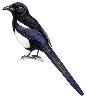 Corvidae - Crows, Jays, and Magpies - Birds of the World