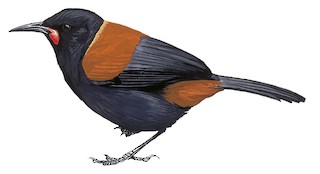 Callaeidae - Wattlebirds - Birds of the World