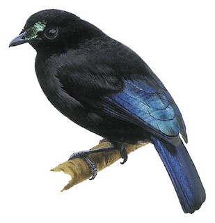 Cnemophilidae - Satinbirds - Birds of the World