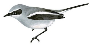 Stenostiridae - Fairy Flycatchers - Birds of the World