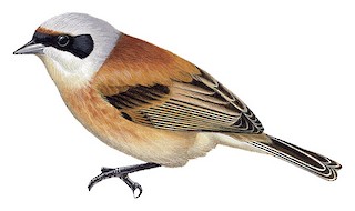Remizidae - Penduline-Tits - Birds of the World