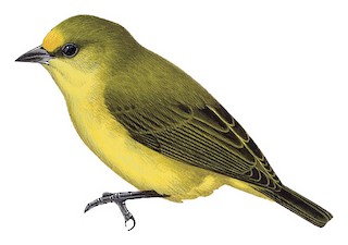 Forest Penduline-Tit - Anthoscopus flavifrons - Birds of the World