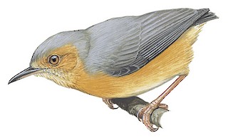 Red-faced Crombec - Sylvietta whytii - Birds of the World