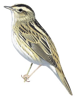 Acrocephalidae - Reed Warblers and Allies - Birds of the World