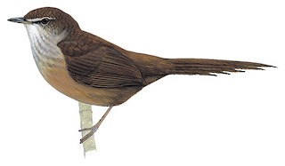 Long-tailed Bush Warbler - Locustella caudata - Birds of the World