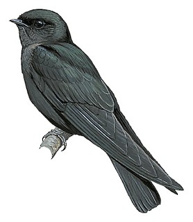 Hirundinidae - Swallows - Birds of the World