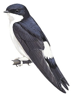 Western House-Martin - Delichon urbicum - Birds of the World