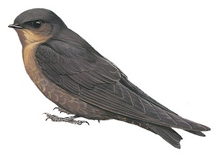 Red-throated Crag-Martin - Ptyonoprogne rufigula - Birds of the World