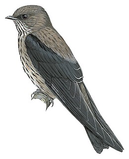 Hirundinidae - Swallows - Birds of the World