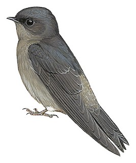Sistematização - White-thighed Swallow - Atticora tibialis - Birds of ...