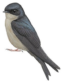 Brown-bellied Swallow - Orochelidon murina - Birds of the World