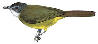 Red-tailed Greenbul - Criniger calurus - Birds of the World