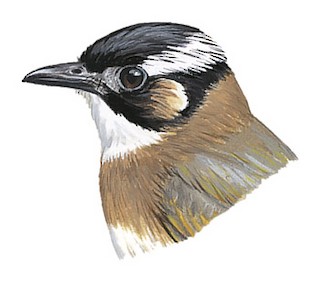 Light-vented Bulbul - Pycnonotus sinensis - Birds of the World