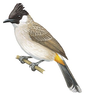 Sooty-headed Bulbul - Pycnonotus aurigaster - Birds of the World