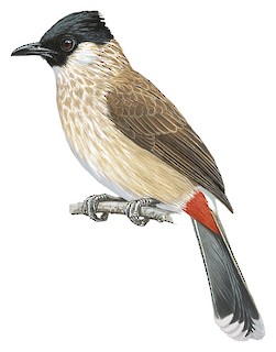 Sooty-headed Bulbul - Pycnonotus aurigaster - Birds of the World