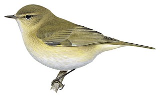 Common Chiffchaff